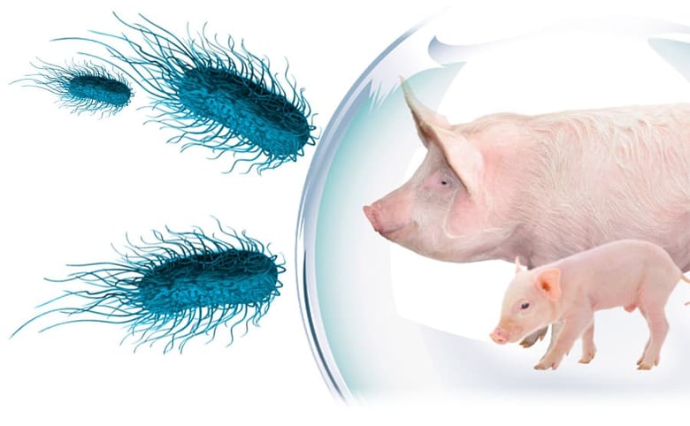 Diagnóstico Y Control De Salmonella En Porcino